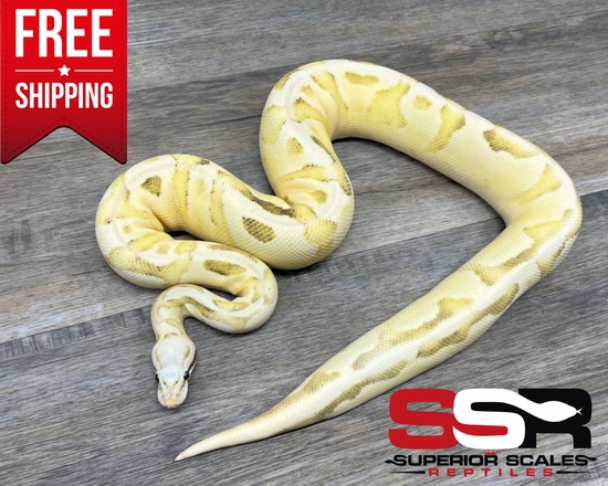 Orange Dream Vanilla Scream (FREE SHIPPING!!) Ball Python by Superior ...