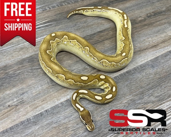 Black Pastel Lesser Calico (FREE SHIPPING!!) Ball Python by Superior ...