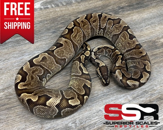 GHI Enchi 100% Het Clown (FREE SHIPPING!!) Ball Python by Superior ...