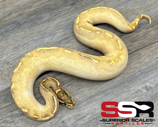GHI Enchi Freeway (Pos. GeneX) 100% Het Pied Ball Python by Superior ...