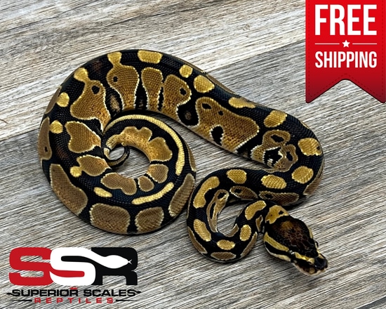 100% Het Dreamsicle (FREE SHIPPING!!) Ball Python by Superior Scales Reptiles, LLC