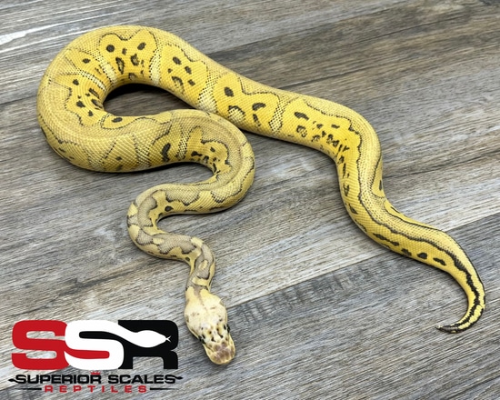 Leopard Superfly Clown Ball Python by Superior Scales Reptiles, LLC