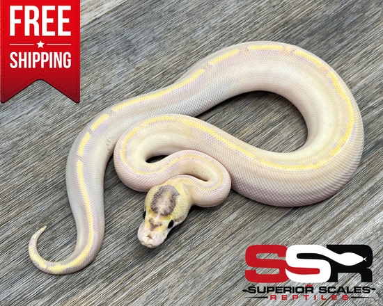 Enchi (Pos. GHI) Ivory (FREE SHIPPING!!) Ball Python by Superior Scales ...
