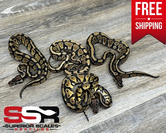 *GROUP Of 4 Snakes* (FREE SHIPPING!!) Ball Python by Superior Scales ...