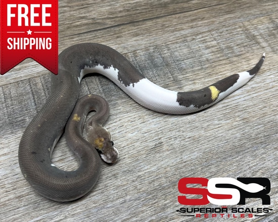 Super Black Pastel Lesser 100% Het Pied (FREE SHIPPING!!) Ball Python ...
