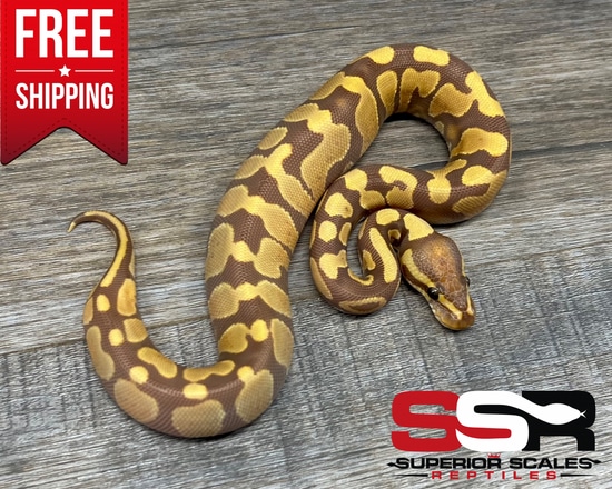 Ultramel (FREE SHIPPING!!) Ball Python by Superior Scales Reptiles, LLC