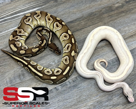*PAIR* - 1.0 Black Pastel Leopard Ivory (Pos. Phantom) & 0.1 Mojave Gravel Ball Python by ...