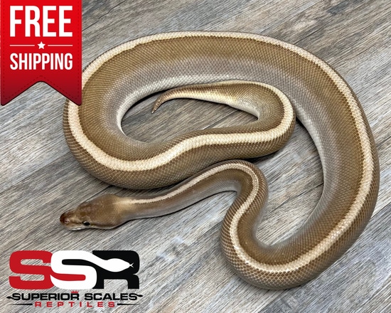 Mahogany Mojave Hidden Gene Woma Pinstripe 100% Het Clown (FREE ...