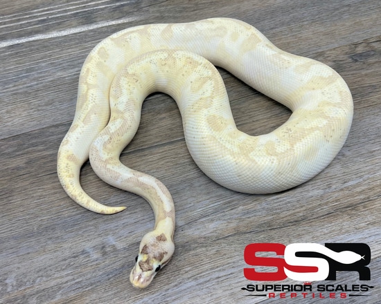 Enchi Spider Highway *NO RESERVE* Ball Python by Superior Scales ...