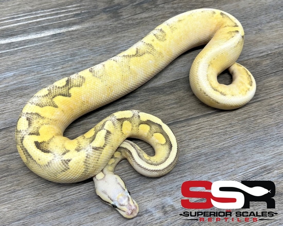 Calico Superfly 100% Het Clown *NO RESERVE* Ball Python by Superior ...