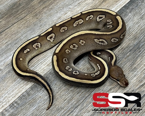 Mahogany Mojave 100% Het Clown *NO RESERVE* US ONLY Ball Python by ...