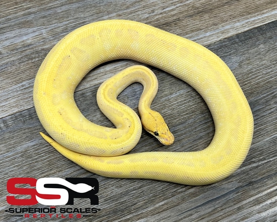 Unknown Super Gravel Or Highway Combo *NO RESERVE* US ONLY Ball Python ...