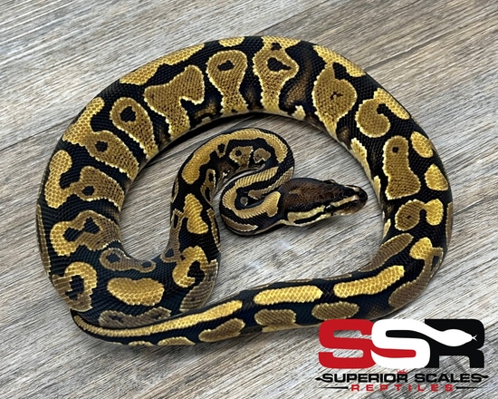 Asphalt 50% Het Clown *NO RESERVE* US ONLY Ball Python by Superior ...