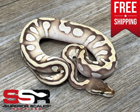 Cypress Mojave Enchi Vanilla 100% Het Hypo (FREE SHIPPING!!) Ball ...