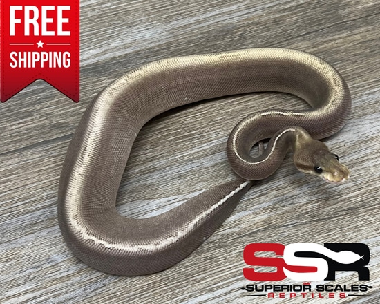 GHI Black Pastel Phantom (Pos. Leopard) Super Asphalt / Freeway (FREE ...