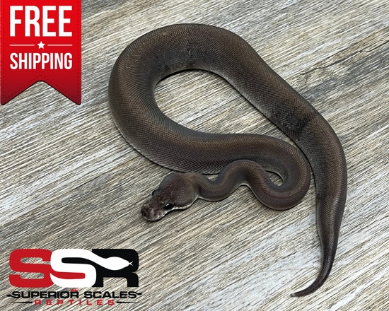 Super Cinnamon (FREE SHIPPING!!) Ball Python by Superior Scales ...