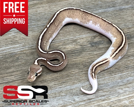 Cinnamon Disco Inferno (FREE SHIPPING!!) Ball Python by Superior Scales ...
