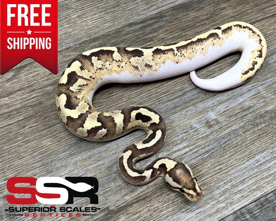 Disco Inferno (FREE SHIPPING!!) Ball Python by Superior Scales Reptiles ...
