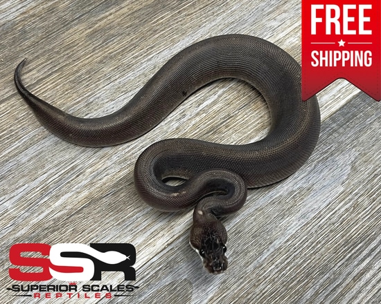 Super Cinnamon (FREE SHIPPING!!) Ball Python by Superior Scales ...