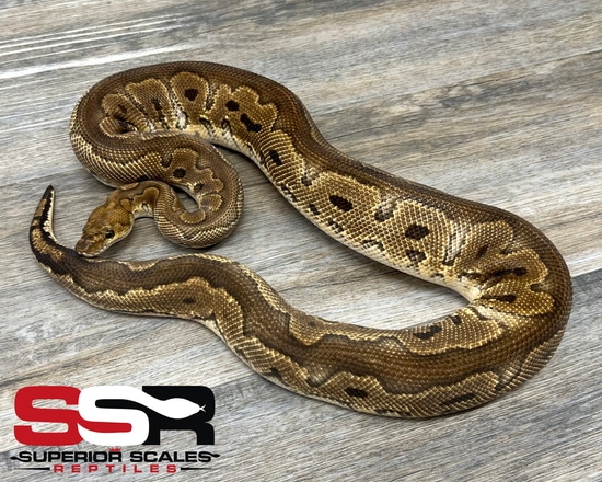 Sugar Clown *NO RESERVE* US ONLY Ball Python by Superior Scales ...