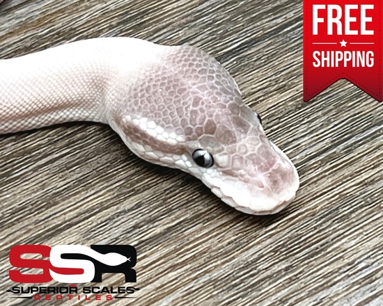 Super Mojave (FREE SHIPPING!!) Ball Python by Superior Scales Reptiles, LLC