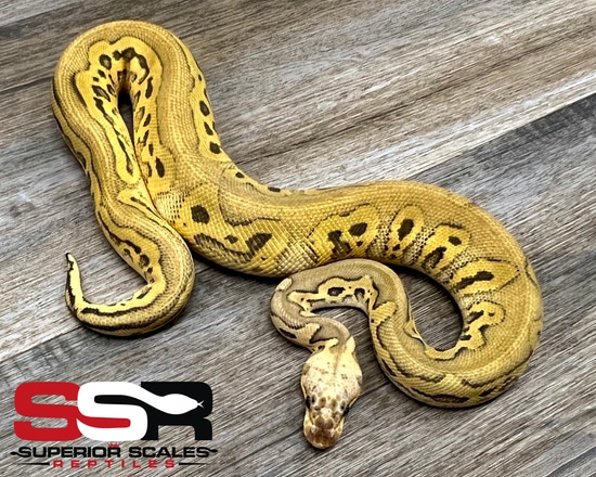 Leopard Superfly Clown *NO RESERVE* US ONLY Ball Python by Superior ...