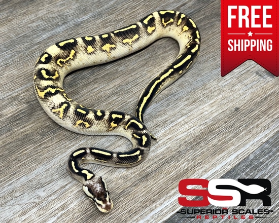 Pastel Super Gravel (FREE SHIPPING!!) Ball Python by Superior Scales ...