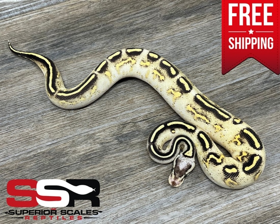 Pastel Super Gravel (FREE SHIPPING!!) Ball Python by Superior Scales ...