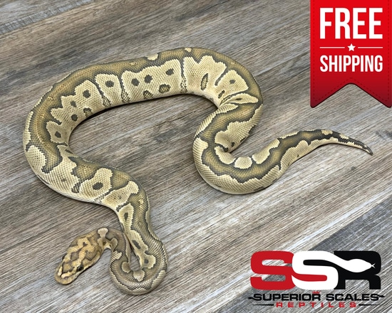 Hypo Clown (FREE SHIPPING!!) Ball Python by Superior Scales Reptiles, LLC