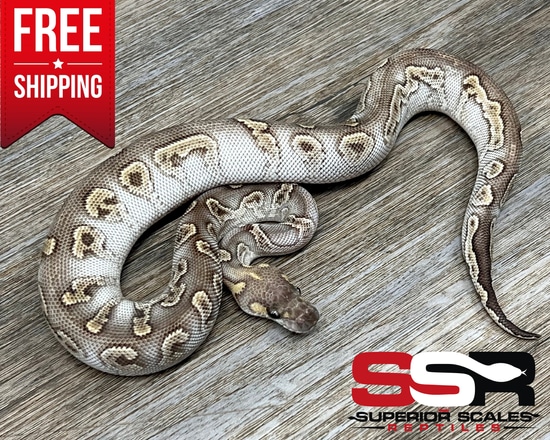 Super GHI Mojave Clown (FREE SHIPPING!!) Ball Python by Superior Scales ...