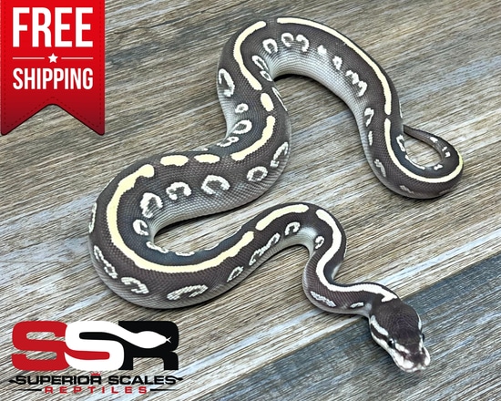 Super Mystic (FREE SHIPPING!!) Ball Python by Superior Scales Reptiles, LLC