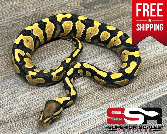 Yellowbelly Desert Ghost (FREE SHIPPING!!) Ball Python by Superior ...