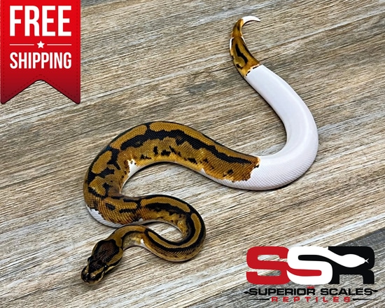 Pied (FREE SHIPPING!!) Ball Python by Superior Scales Reptiles, LLC