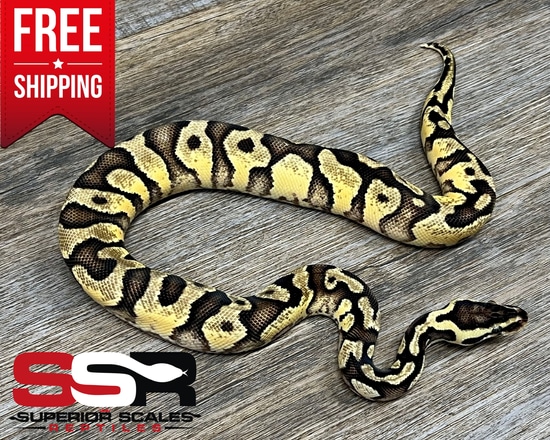 Pastel Enchi Asphalt (FREE SHIPPING!!) Ball Python by Superior Scales ...