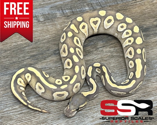 Pastave Hypo (FREE SHIPPING!!) Ball Python by Superior Scales Reptiles, LLC