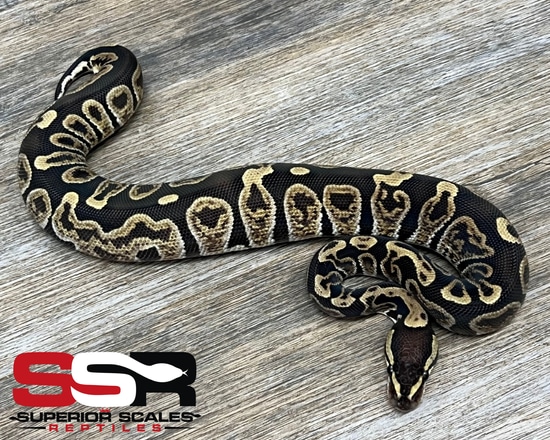 GHI 100% Double Het Ultramel Clown *NO RESERVE* US ONLY Ball Python by ...