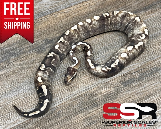 GHI Fire Calico Paradox 100% Het Desert Ghost (FREE SHIPPING!!) Ball ...