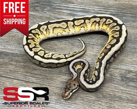 Vanilla Spotnose HGW Yellowbelly 100% Het Clown (FREE SHIPPING!!) Ball ...