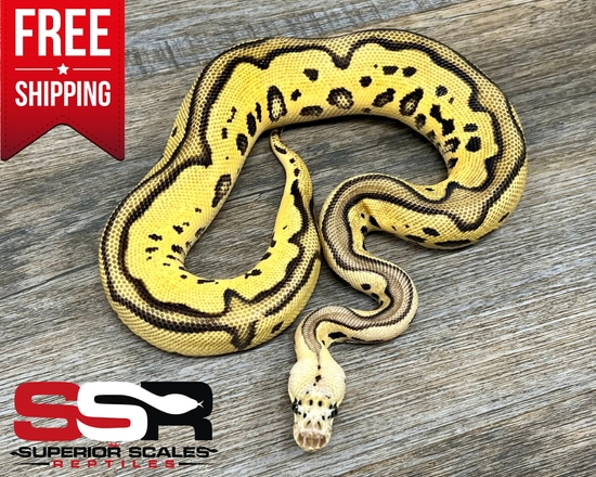 Asphalt Leopard Pastel Clown (FREE SHIPPING!!) Ball Python by Superior ...