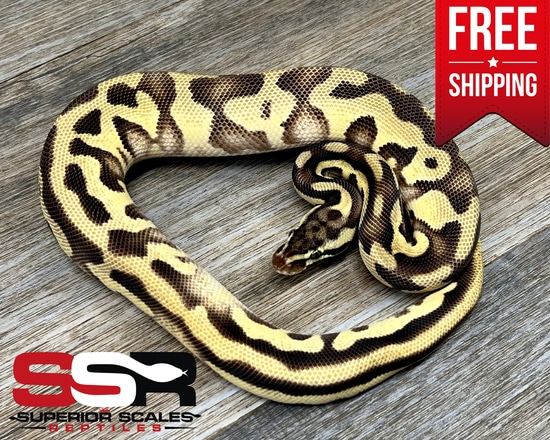 Leopard Phantom Pastel Enchi Asphalt (FREE SHIPPING!!) Ball Python by Superior Scales Reptiles, LLC
