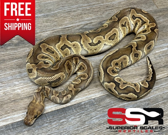 GHI Clown (FREE SHIPPING!!) Ball Python by Superior Scales Reptiles, LLC