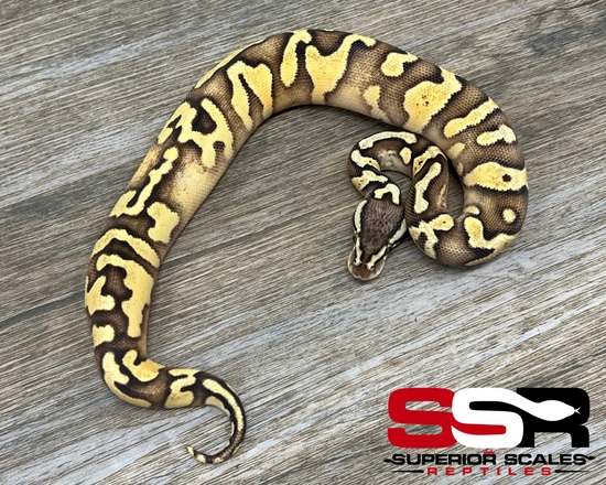 GHI Enchi Pastel (Pos. GeneX) Asphalt/Yellowbelly 100% Het Pied *NO ...