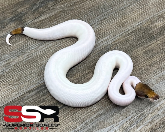 Mahogany Black Pastel Pied *NO RESERVE* US ONLY Ball Python by Superior ...