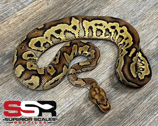 Disco/Fire Yellowbelly Clown *NO RESERVE* US ONLY Ball Python by ...