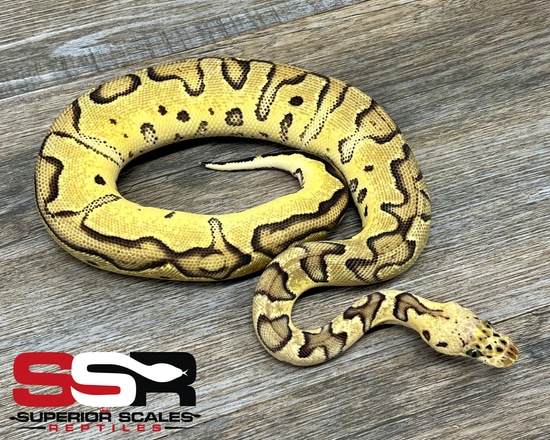 Vanilla Pastel Clown *NO RESERVE* US ONLY Ball Python by Superior ...