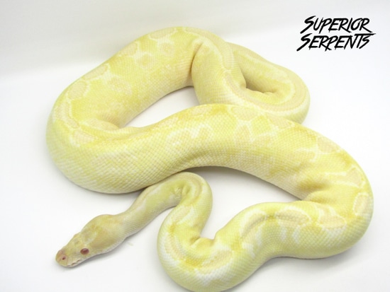 Albino Calico Champagne Ball Python by Superior Serpents