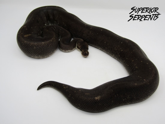 Black Pastel Cinnamon Ball Python by Superior Serpents