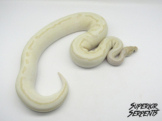 Banana Bamboo Pastel Pinstripe Ball Python by Superior Serpents