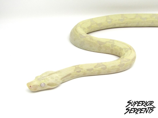 Moonglow Boa Constrictor by Superior Serpents