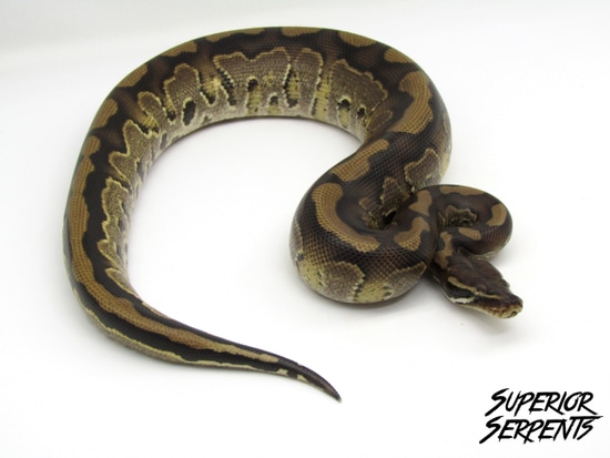 Matrix SuperBall Hybrid Fire/OD 50% Het Pied Blood Python by Superior ...